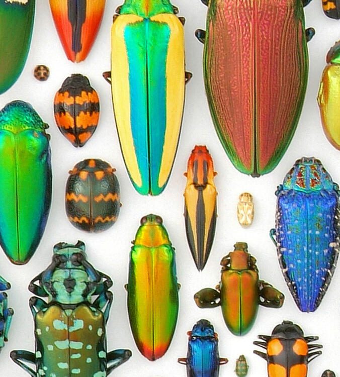 Encapsulated Prints | Printed Acrylic Panels | Lumicor